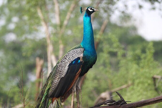 Private Tour from Mirissa to Ella with Udawalawe Safari - Analyzing the Experience: A Detailed Look