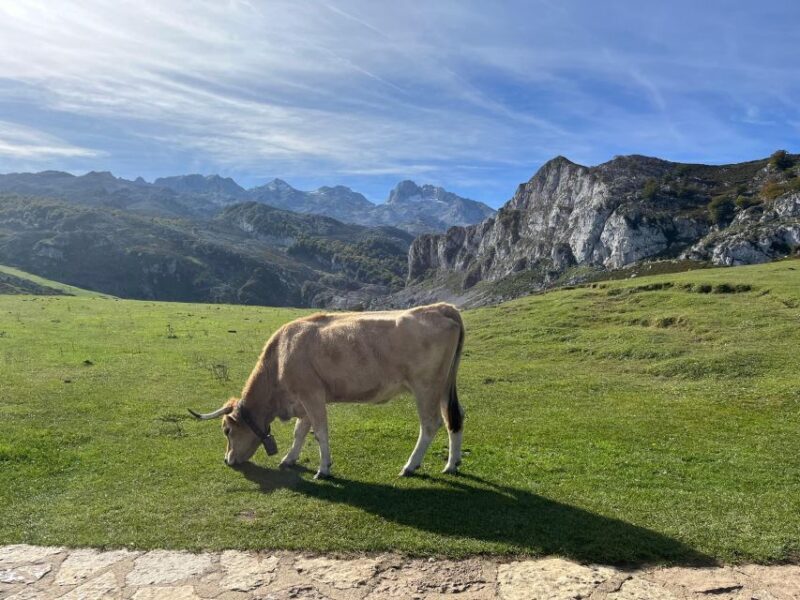 Private Tour from Oviedo to Covadonga and Europe Peaks lakes - Price vs. Value