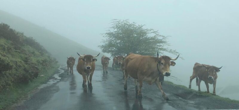 Private Tour from Oviedo to Covadonga and Europe Peaks lakes - Who Should Book This Tour