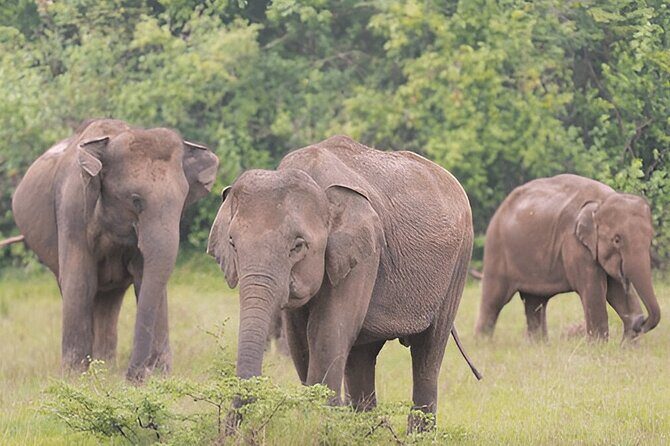 Private Tour from Polonnaruwa to Kandy with Wasgamuwa Safari - The Value of This Tour
