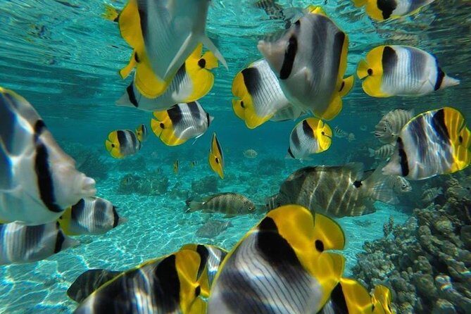 Private tour from Raiatea - 1/2 day excursion to Tahaa or other - The Itinerary: What Makes This Tour Stand Out?