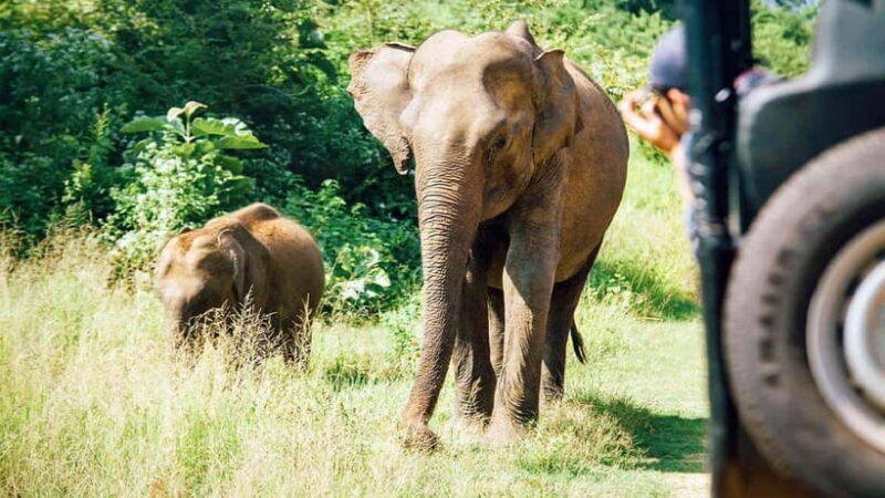 Private Tour from Sigiriya to Kandy with Wasgamuwa Safari - The Practicalities: What’s Included and What You Should Know