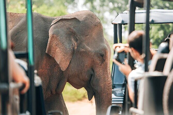 Private Tour from Tangalle to Ella with Udawalawe Safari - Key Points