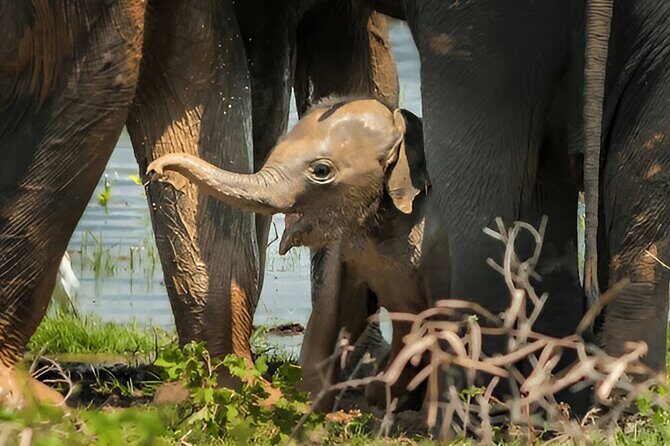 Private Tour from Tangalle to Ella with Udawalawe Safari - Who is This Tour Best For?