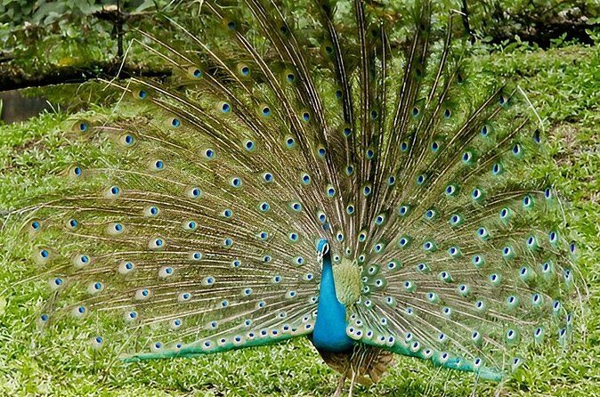 Private Tour from Tangalle to Ella with Udawalawe Safari - Frequently Asked Questions