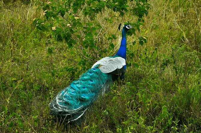 Private Tour from Weligama to Ella with Udawalawe Safari - Why Choose This Tour?