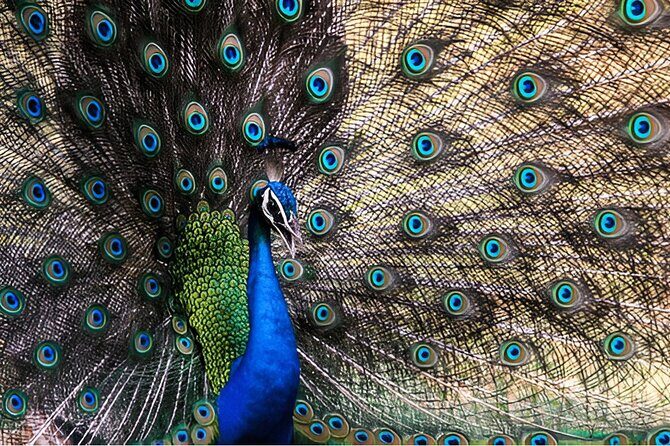 Private Tour from Weligama to Ella with Udawalawe Safari - The Experience and Value