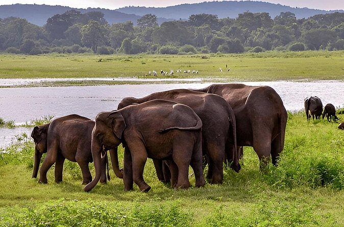 Private Tour from Weligama to Ella with Udawalawe Safari - Practical Tips for Travelers