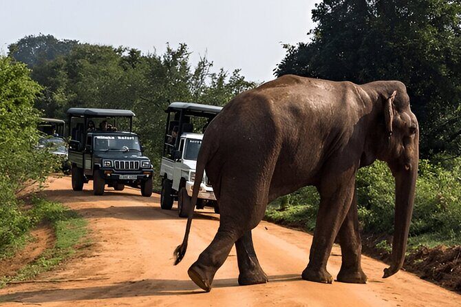 Private Tour from Weligama to Ella with Udawalawe Safari - FAQ