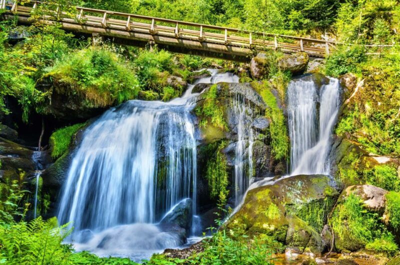 Private Tour from Zurich to Rhine Falls and Black Forest - The Highlights of the Day