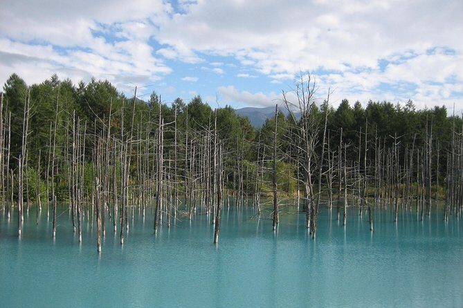 Private Tour: Full-Day Walking Tour with Professional Local Guide in Yakushima Island - The Perfect Private Tour for Natural Enthusiasts and Curious Explorers