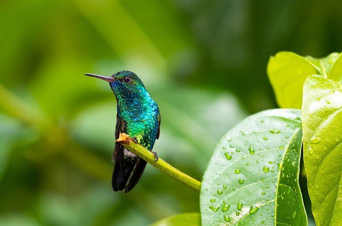 Private Tour Full Island Tobago - Final Thoughts