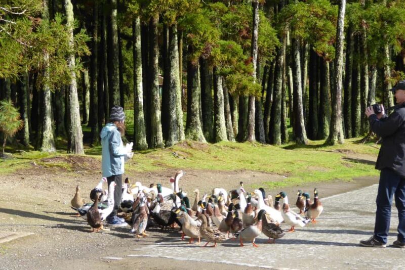 Private Tour Furnas: Furnas Lake Hike & Terra Nostra Park - Lunch and Time in Furnas Town