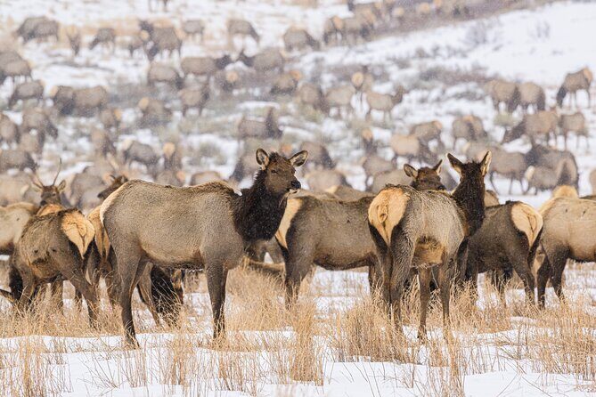 Private Tour Grand Teton National Park - Who Should Consider This Tour?