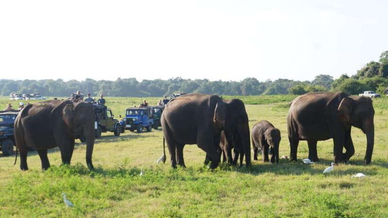 private tour guide in Sri lanka : 5 Days Tour Package - Key Points