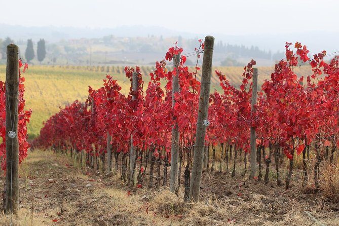 Private Tour: Guided Hike in Tuscany with Transport from Siena - An Authentic Taste of Tuscany’s Countryside and Culture