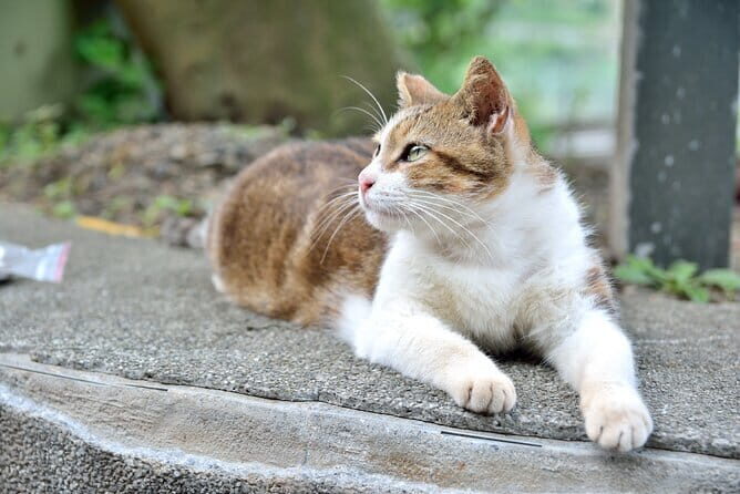 Private Tour Hakka Discovery from Taipei - Practical Considerations