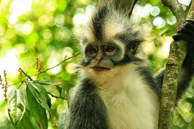 Private Tour: Half Day Tour Bukit Lawang & Orang Utan Jungle Trekking - What Makes This Tour Stand Out