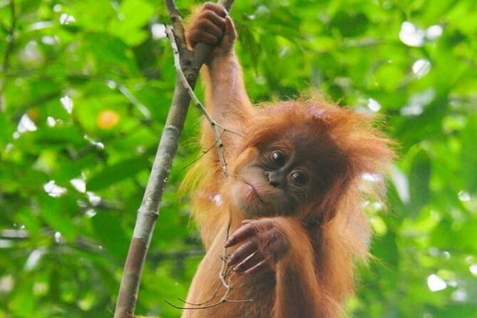 Private Tour: Half Day Tour Bukit Lawang & Orang Utan Jungle Trekking - FAQs