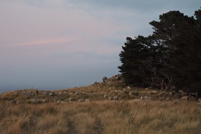 Private Tour Highlights of Christchurch NZ - Who Will Appreciate This Tour Most?