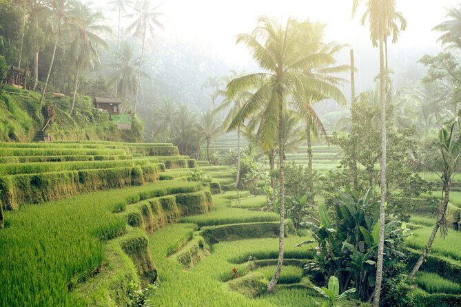Private Tour Highlights of Ubud - A Complete Look at the Ubud Highlights Tour