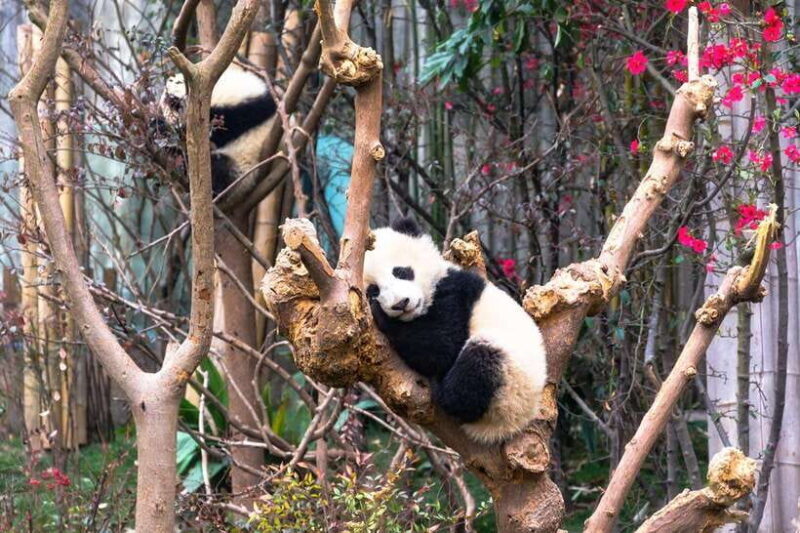 Private tour in Chengdu Panda Base and Leshan Giant Buddha - Key Points