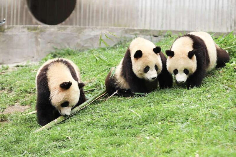 Private tour in Chengdu Panda Base and Leshan Giant Buddha - Suitable for Whom?