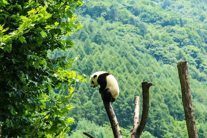 Private tour in Chengdu Panda Base and Leshan Giant Buddha - Transportation and Logistics: Making It Easy