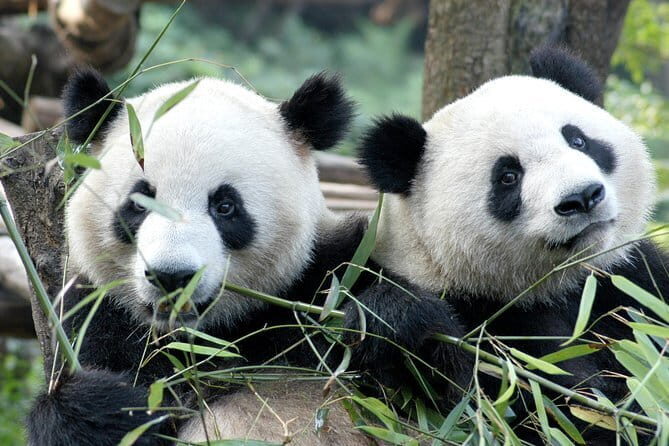 Private tour in Chengdu Panda Base and Leshan Giant Buddha - Final Thoughts