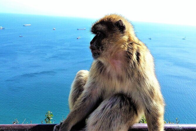 Private tour in Gibraltar & Mijas from Malaga - The Journey Begins: Straight from Malaga to Gibraltar