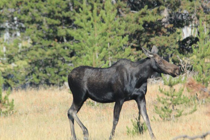 Private Tour in Grand Teton National Park and Yellowstone Lower Loop - What This Tour Offers and Why It Matters