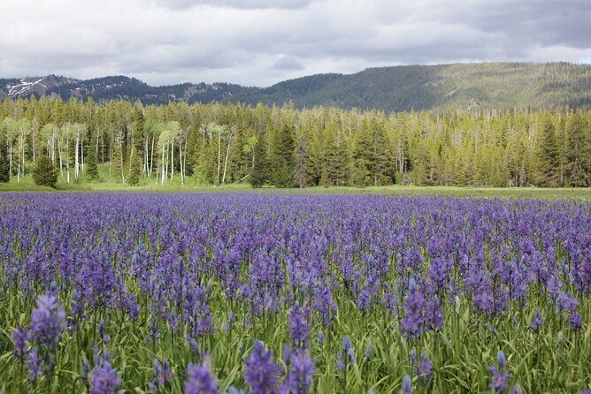 Private Tour in Grand Teton National Park and Yellowstone Lower Loop - Authentic Experiences and Practical Details