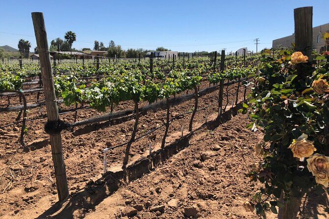 Private Tour in Guadalupe Valley, Vine Yards & Wine Route ENS MX - FAQ