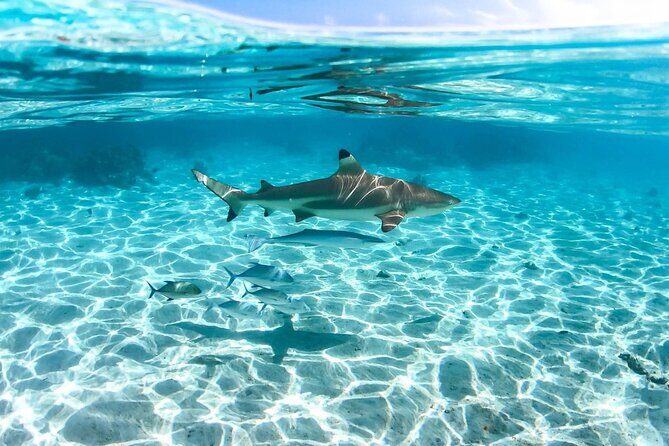 Private tour in Moorea by boat, visit and snorkeling - The Sum Up