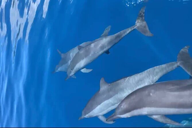 Private tour in Moorea by boat, visit and snorkeling - FAQ