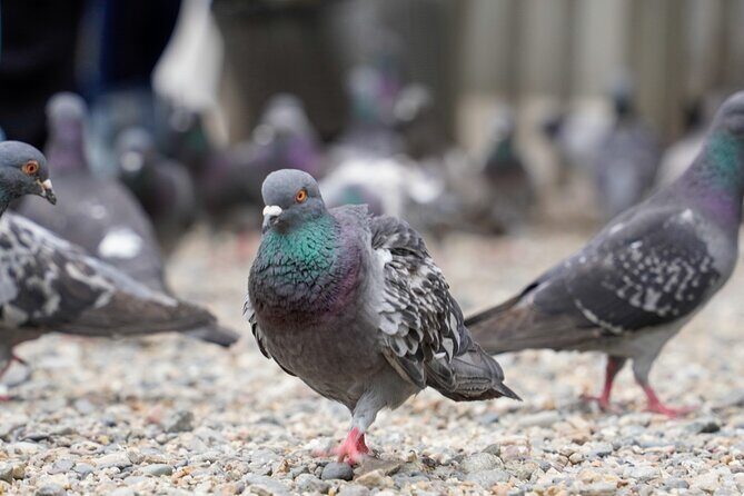 Private Tour in Nagoya with friendly guide and Photographer! - FAQ