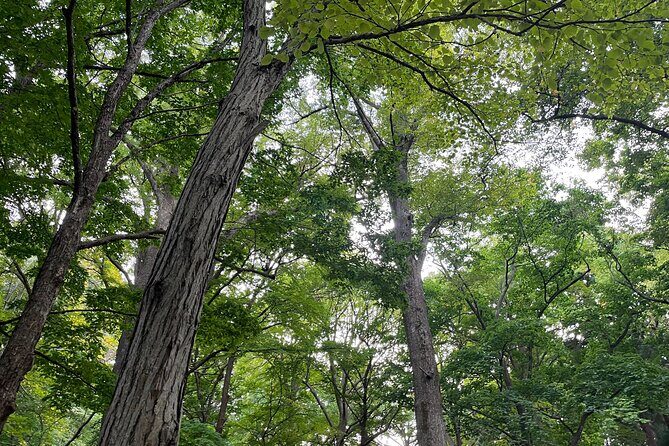 Private Tour in Sapporo with Japanese Tea Ceremony - Final Thoughts: Worth the Investment?
