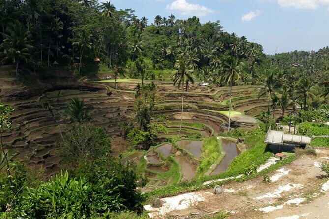 Private tour in Ubud country side - What to Expect on the Tour