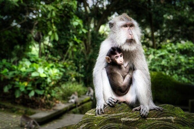 Private Tour in Ubud with Jungle Swing - Exploring the Itinerary in Detail