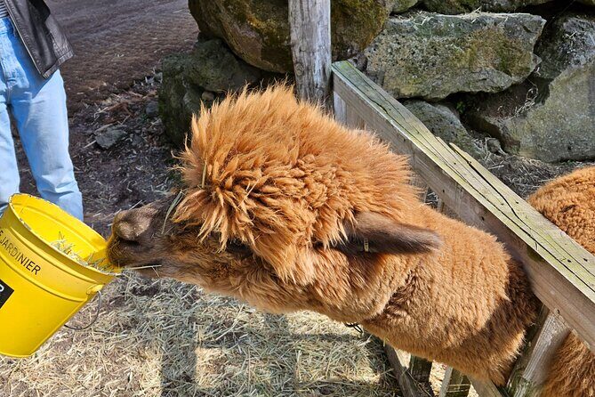 Private Tour in West Jeju Island with Transfer - Practical Aspects and Value