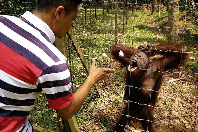 Private Tour: Ipoh Secrets Taiping Heritage & Orang Utan Island - Authenticity and Value