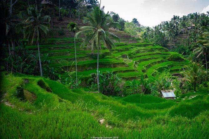 Private Tour: Jatiluwih Rice Terrace,Ulun danu and Banyu Mala Waterfall Tour - Key Points