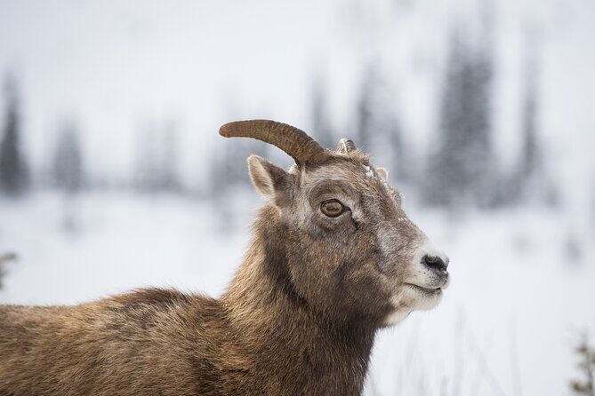 PRIVATE TOUR: Kananaskis Safari Drive and Guided Nature Walk 4H - FAQs
