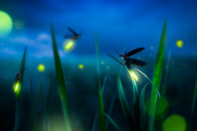 Private Tour: Kuala Selangor Firefly Blinkings including Seafood Dinner - An Authentic Evening Experience with a Natural Twinkle