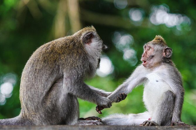 Private Tour: Kuala Selangor Firefly Blinkings including Seafood Dinner - Transportation, Comfort, and Group Dynamics