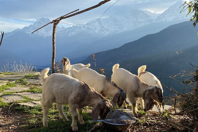 Private Tour Local Culture and The View of Mohare Danda - Key Points