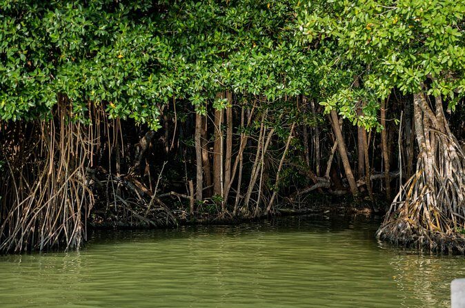 Private Tour Magic Mangrove Paddle in Beef Island Lagoon - Who Should Consider This Tour?
