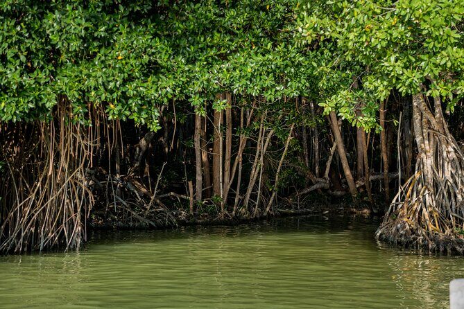 Private Tour Magic Mangrove Paddle in Beef Island Lagoon - FAQs