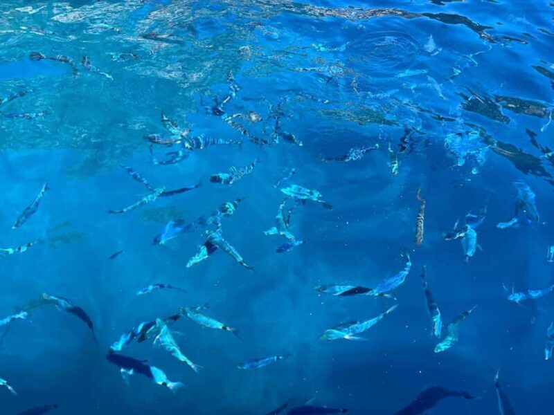 Private Tour: Mamma Mia, Blue Cave and Hvar - 5 Islands Tour - Final Thoughts: Is It Worth It?