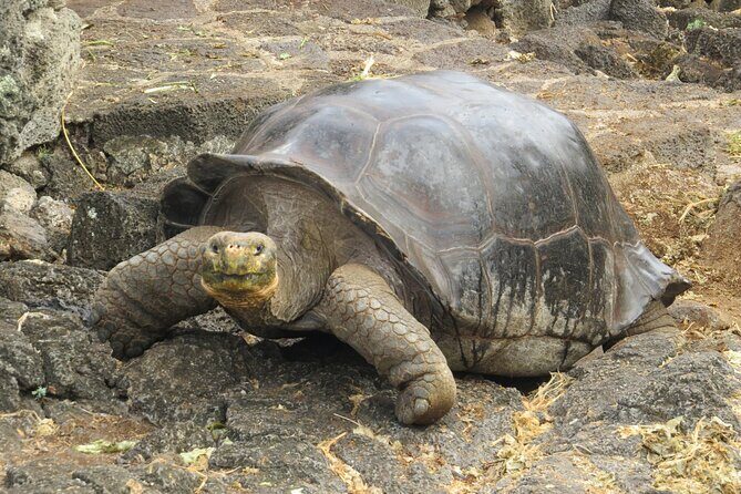 Private Tour Matura Turtle Watching - Key Points